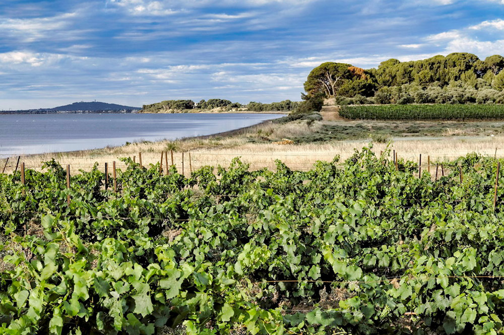 IGP Côtes de Thau : le trésor méconnu du Languedoc - Nectar Vinum